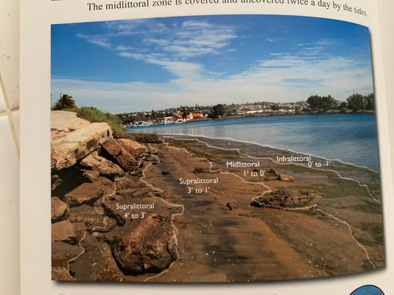 Intertidal Zone Diagram - Changing The Subject