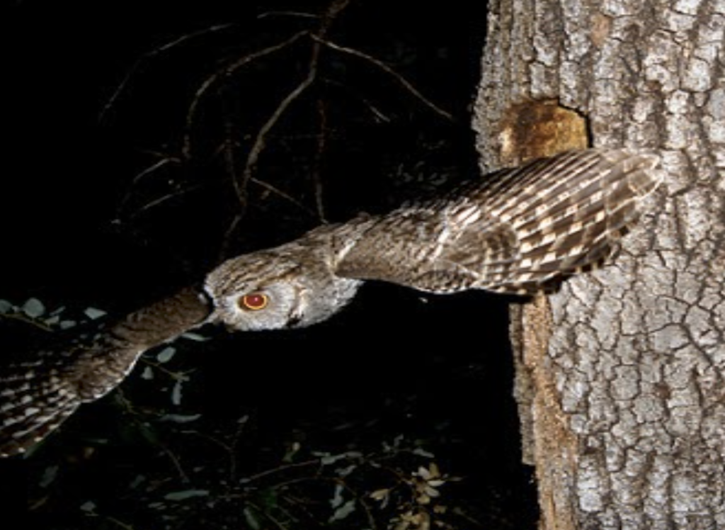 Night Owl Trail Camera Photo - Changing The Subject