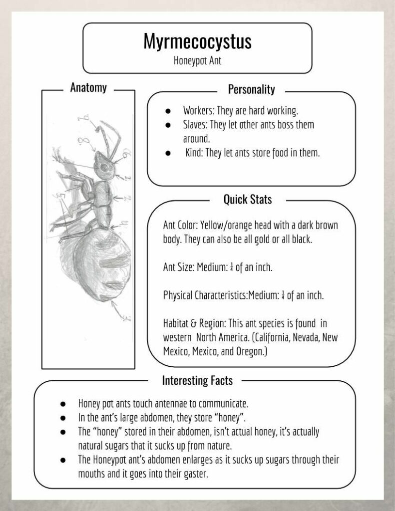 Identification Chart of a Type of Ant - Changing The Subject